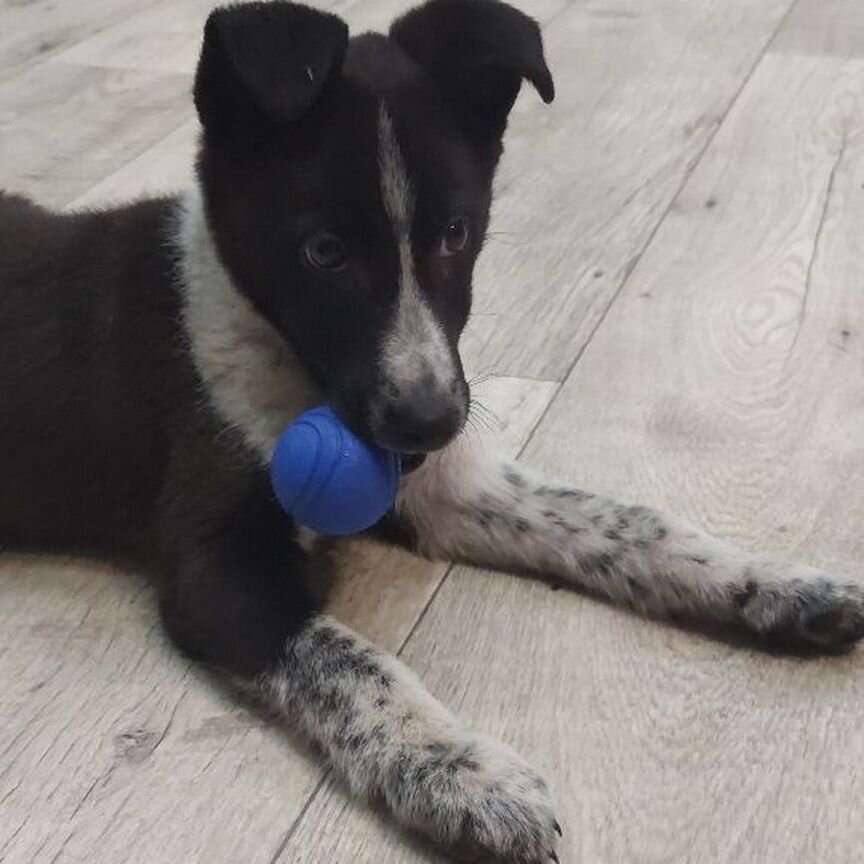 Отдам в добрые руки щенка