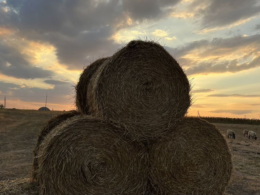 Солома пшеничная