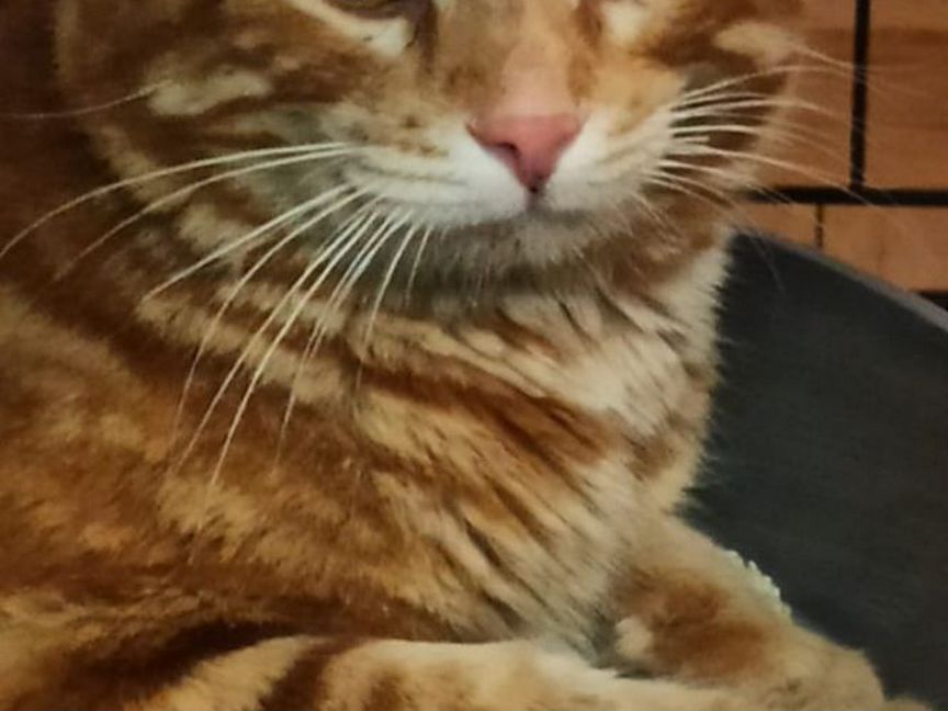 Котик красавец ищет дом