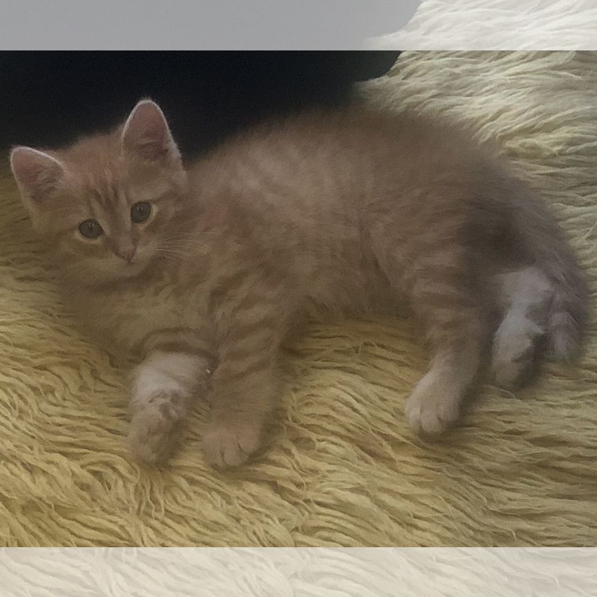 Котёнок от частного владельца