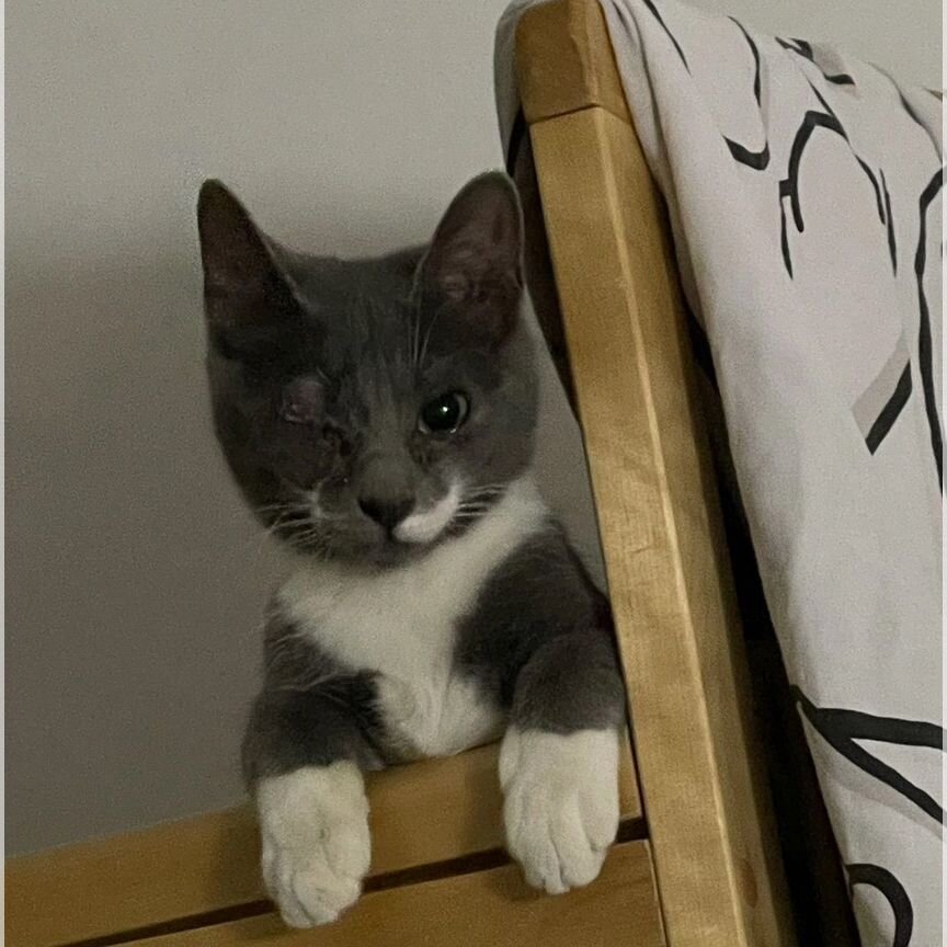 Отдаем кошечку