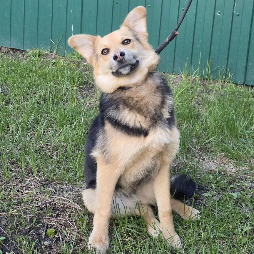 Взрослый пёс в добрые руки