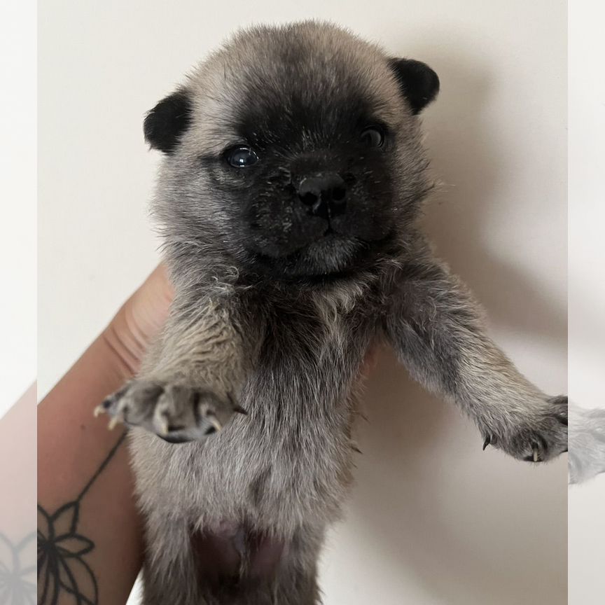 Мопс, щенок