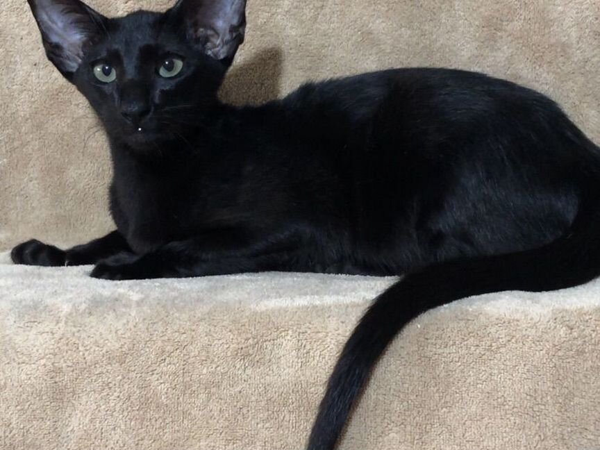 Ориентальный черный котик