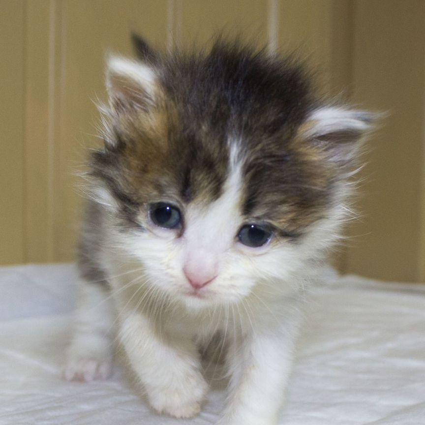 Целовательные котята-нежная девочка Карамелька