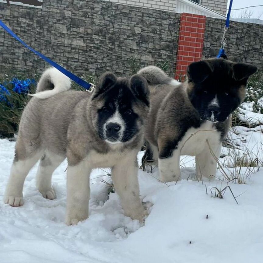 Щенки американской акиты