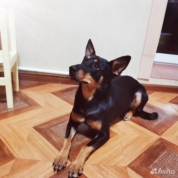 Цвергпинчер, метис