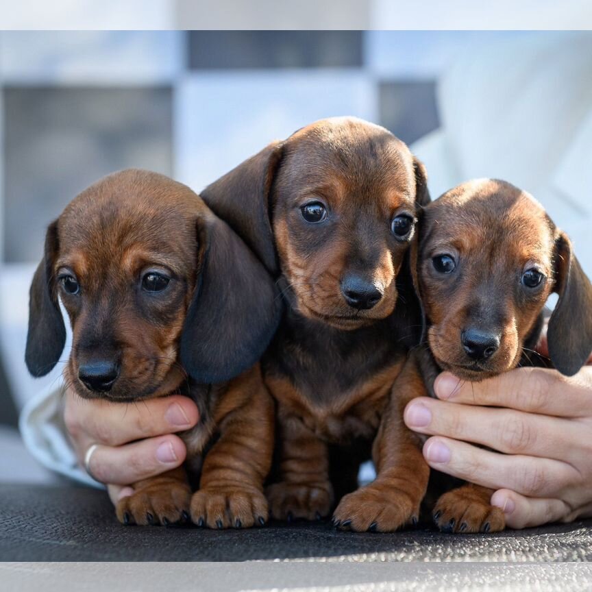 Такса, щенок