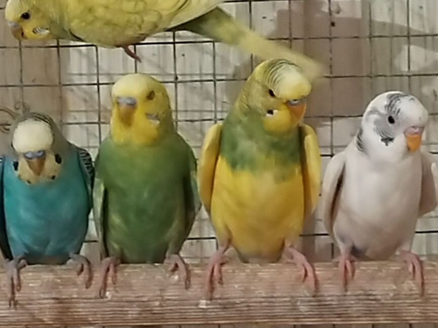 Попугаи волнистые