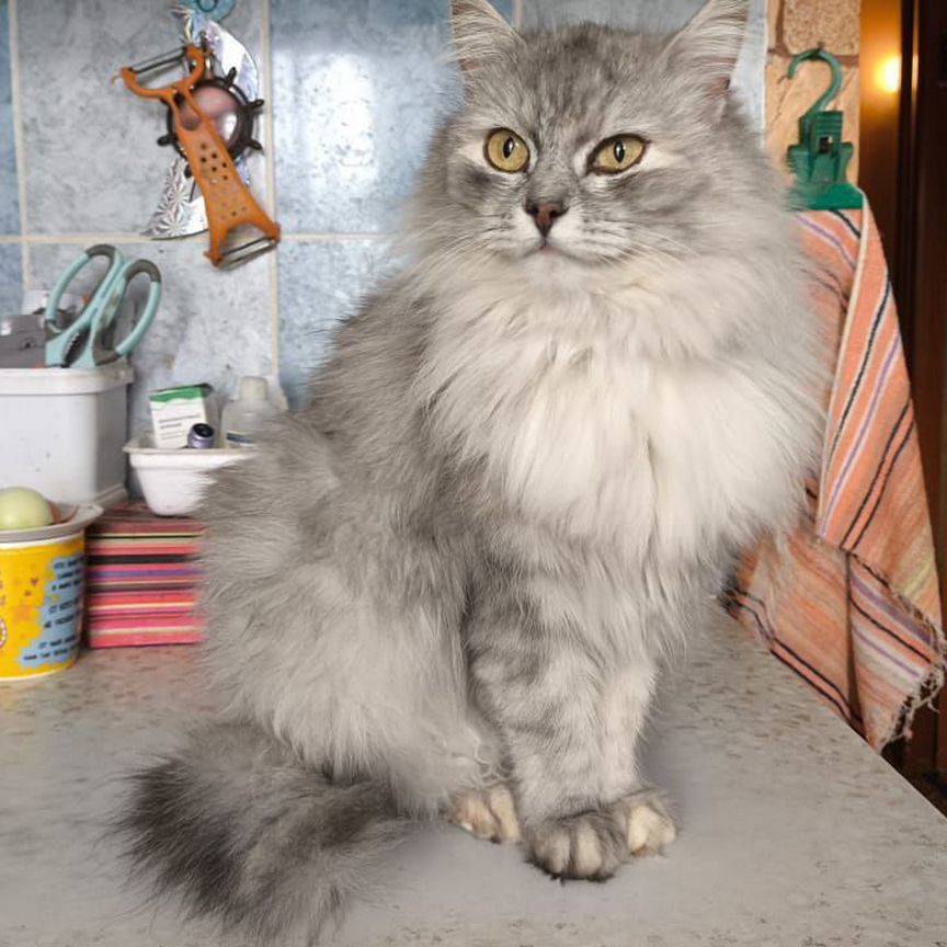 Кошечка в добрые руки