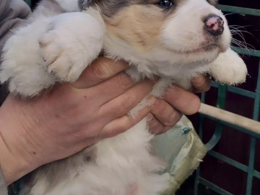 Собака в добрые руки отдам бесплатно