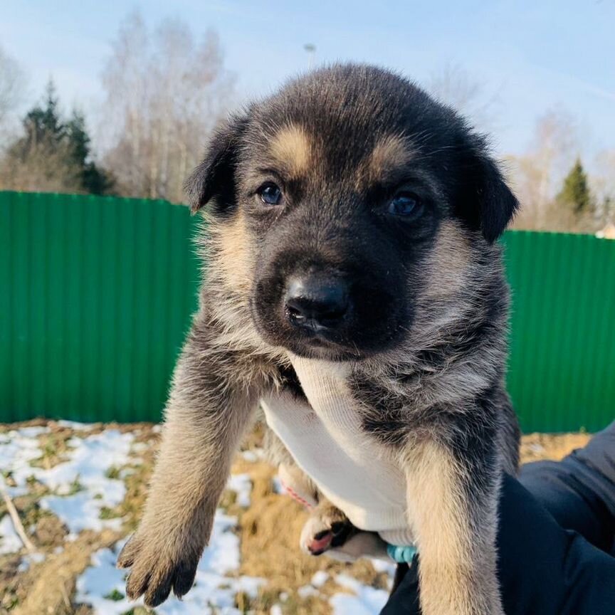 Щеночек в добрые руки