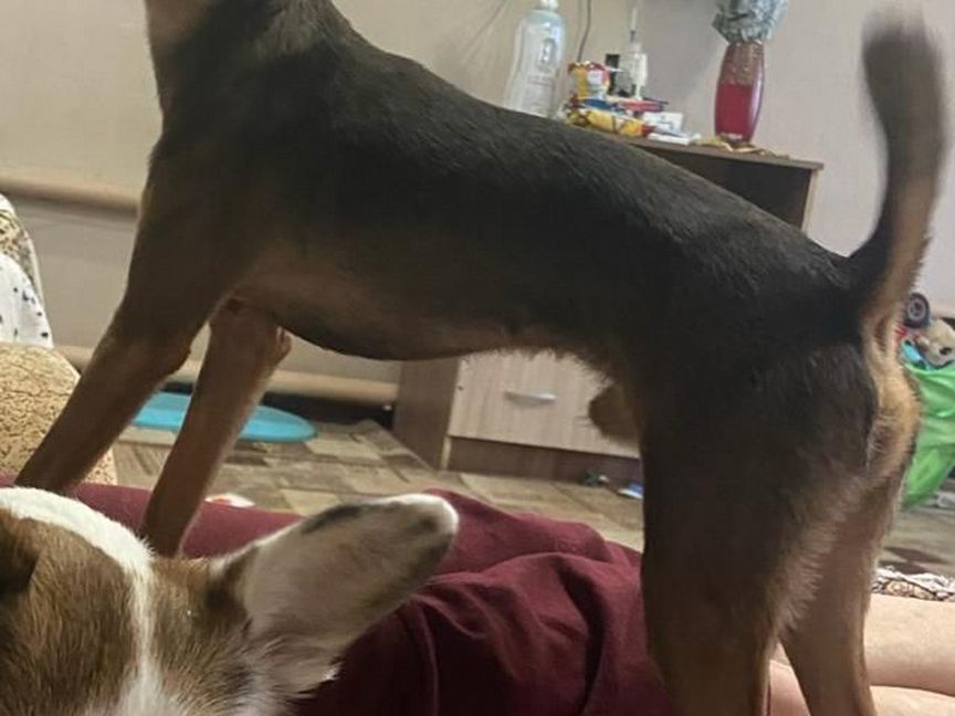 Русский той-терьер