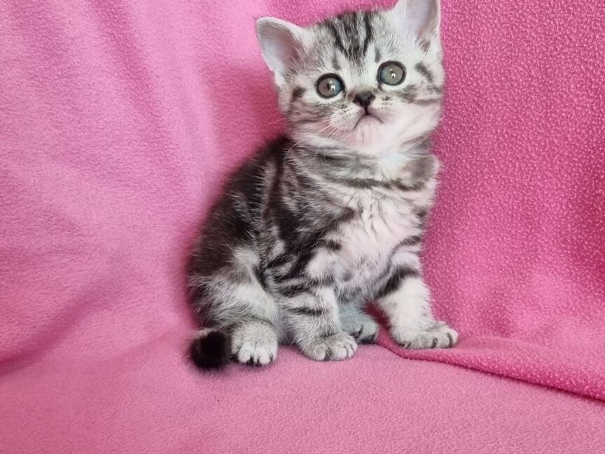 Шотландские котята