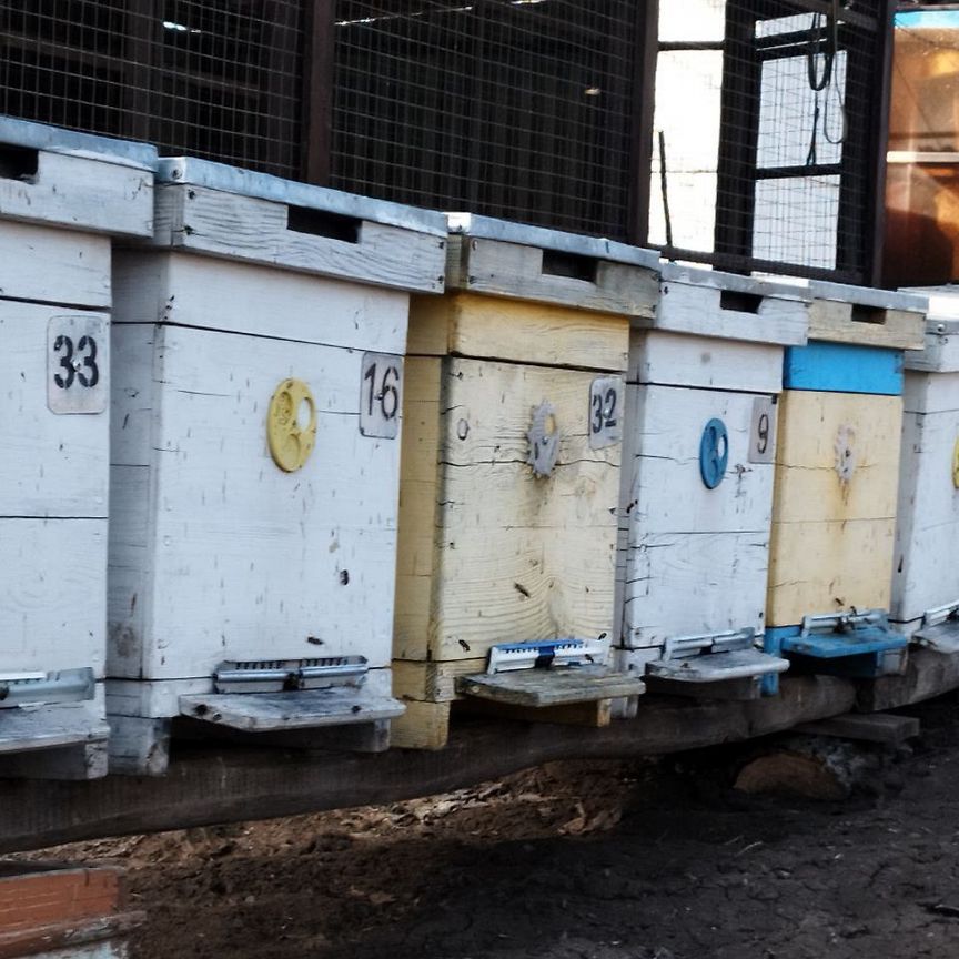 Улики для пчел