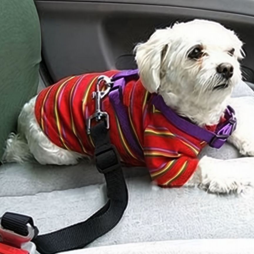 Русская цветная болонка, щенок