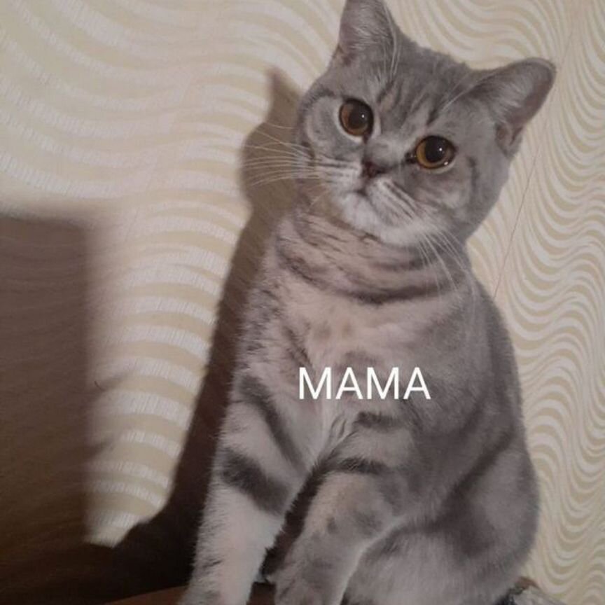 Шотландские прямоухие котята