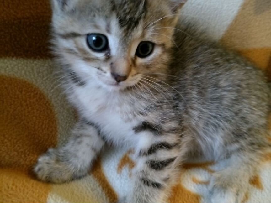 Котята в добрые руки приучены к лотку