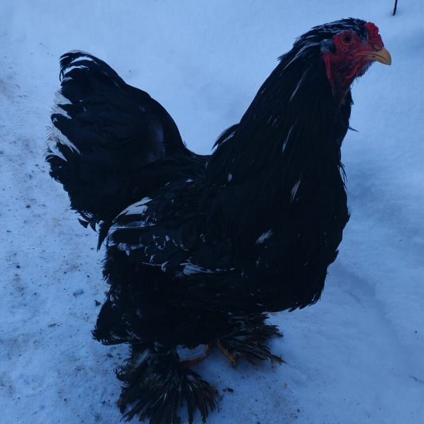 Петух и куры брама