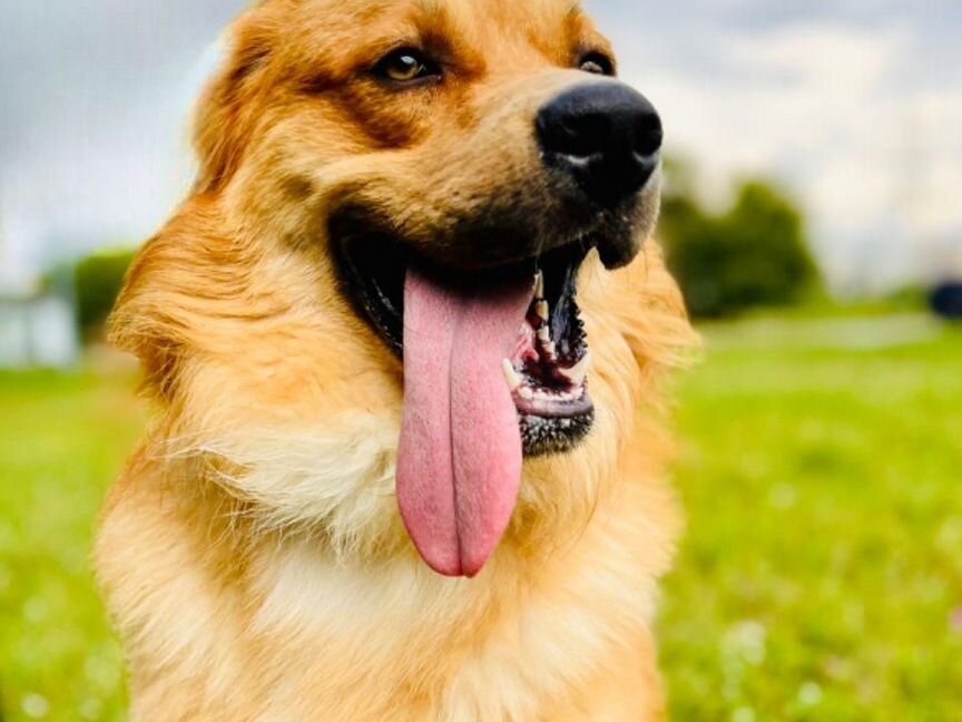 Бывшедомашней собаке тяжело жить в приют нужен дом