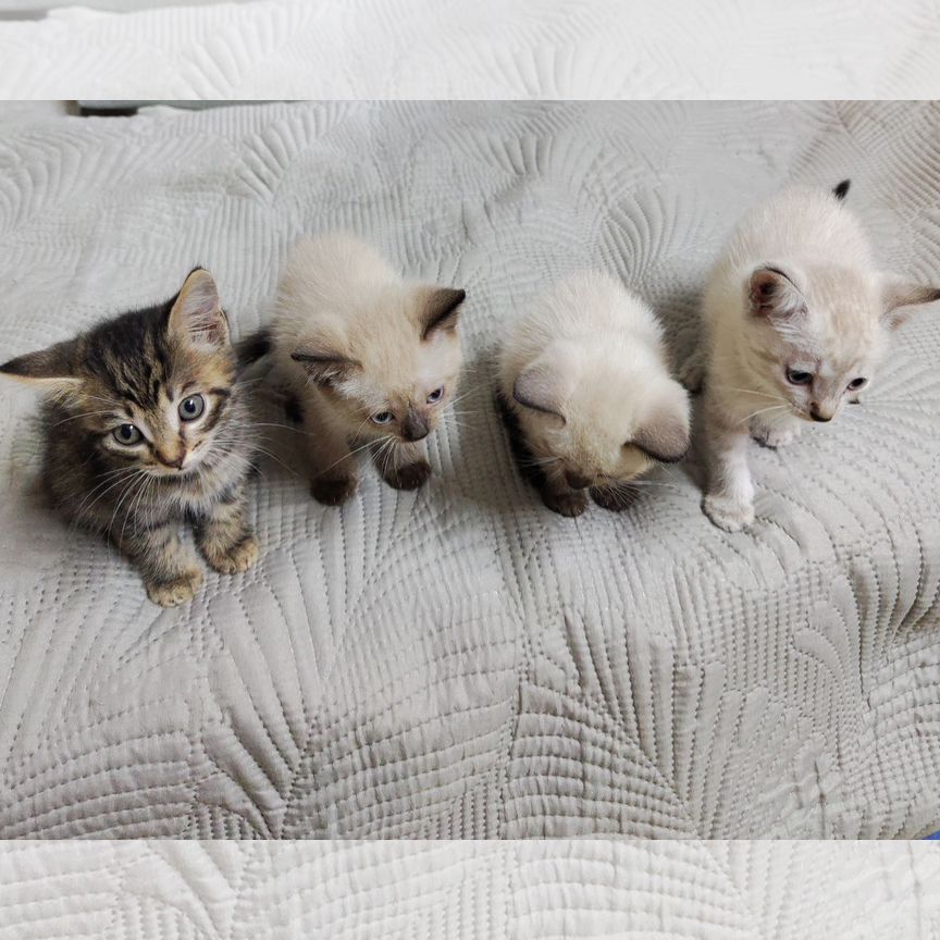 Котята в добрые руки