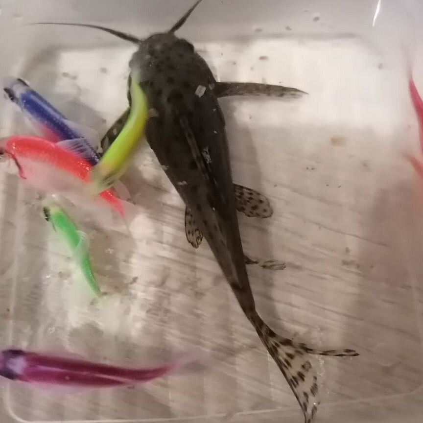 Аквариумные рыбки