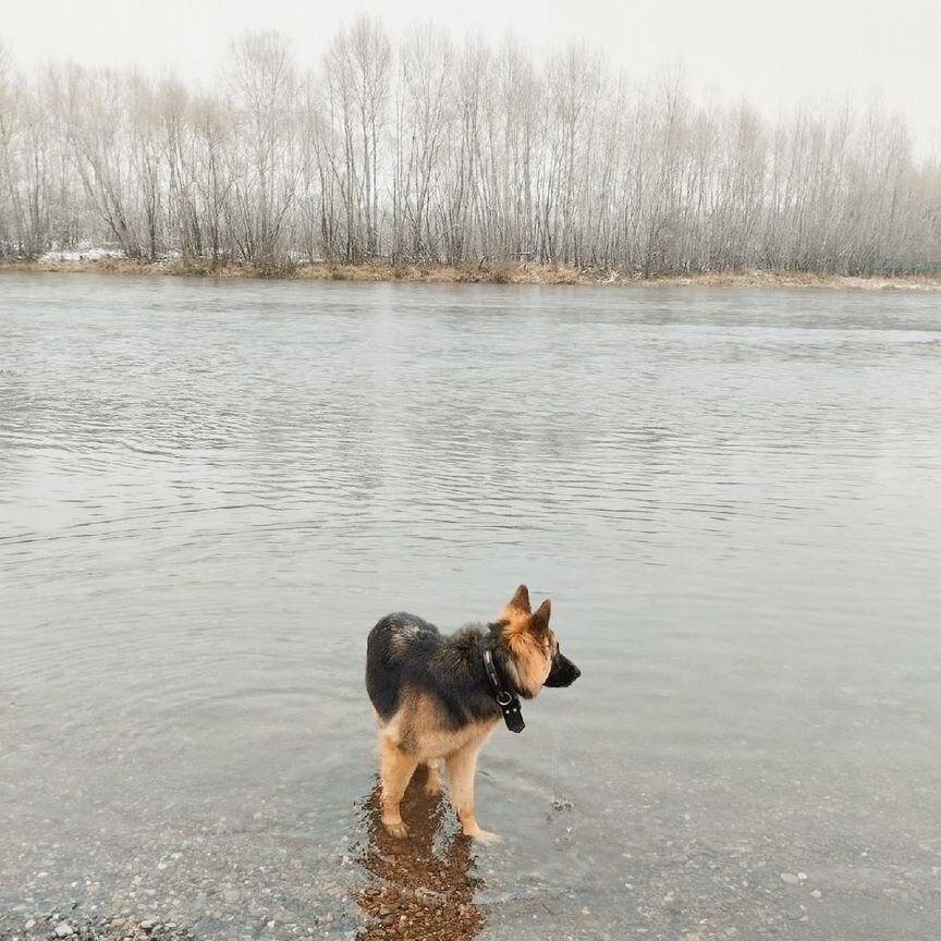 Стерилизованная Шер