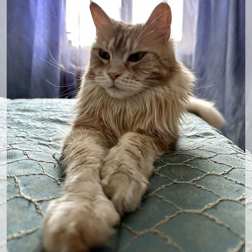 Отдам бесплатно девочку мейнкуна