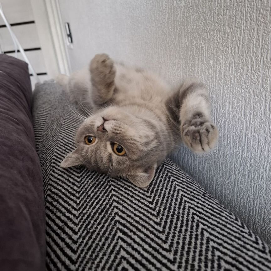 Приблудилась кошка