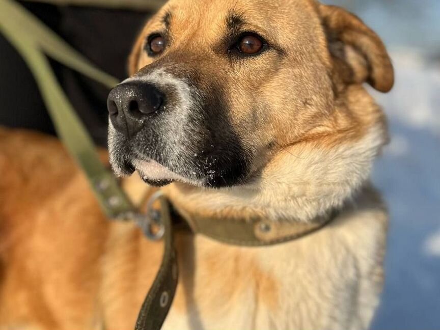 Муза, собака в поиске дома