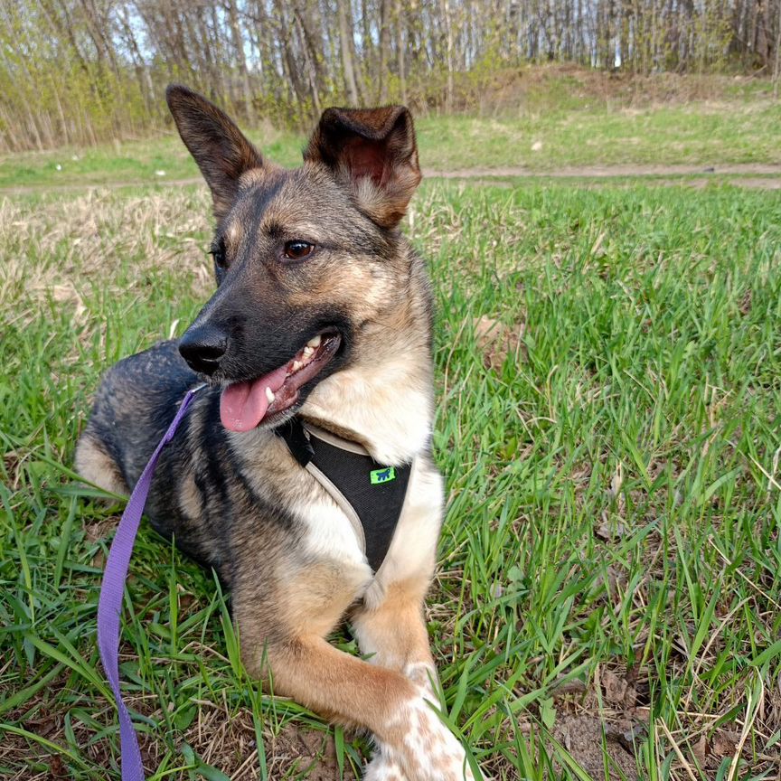 Собака, щенок в добрые руки бесплатно дар