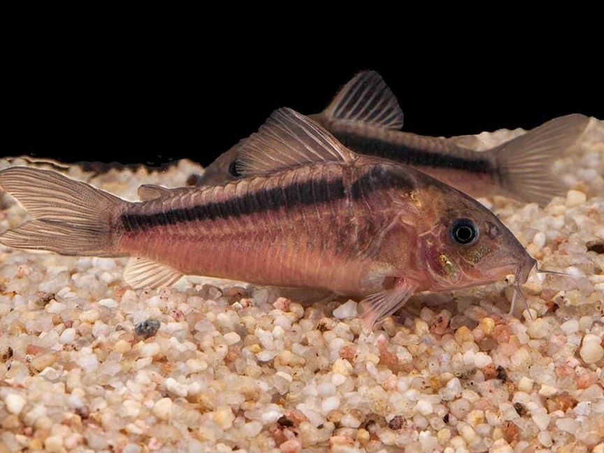 Коридорас Рабаути (Рабо). Аквариумный сомик