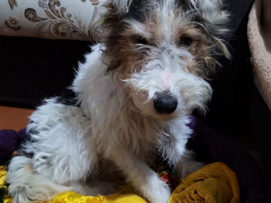 Фокстерьер бесплатно