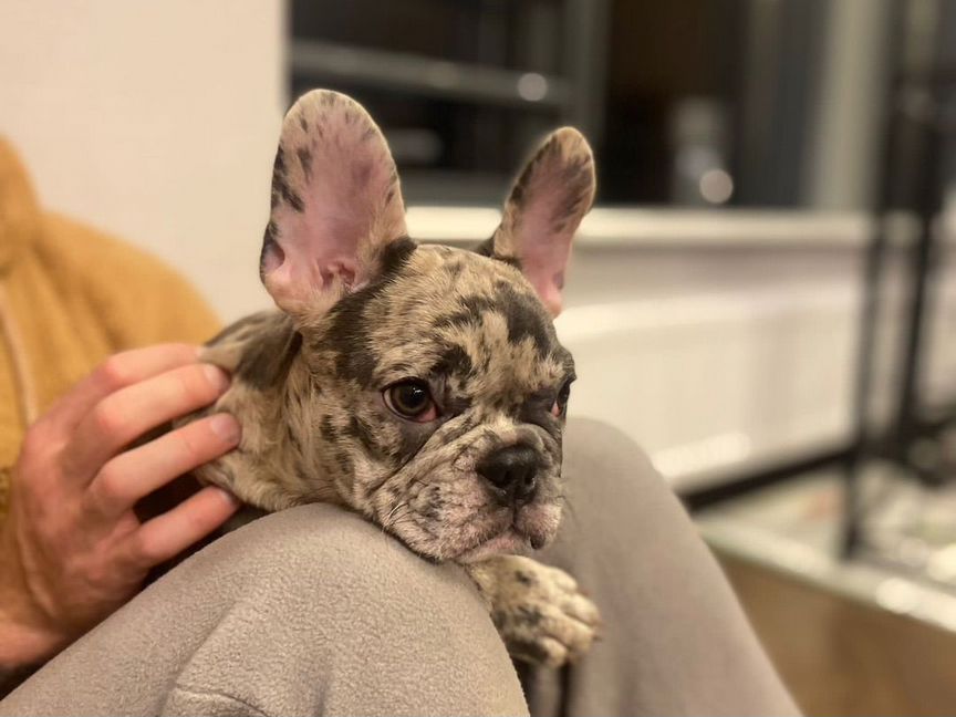 Французский бульдог щенки мерле