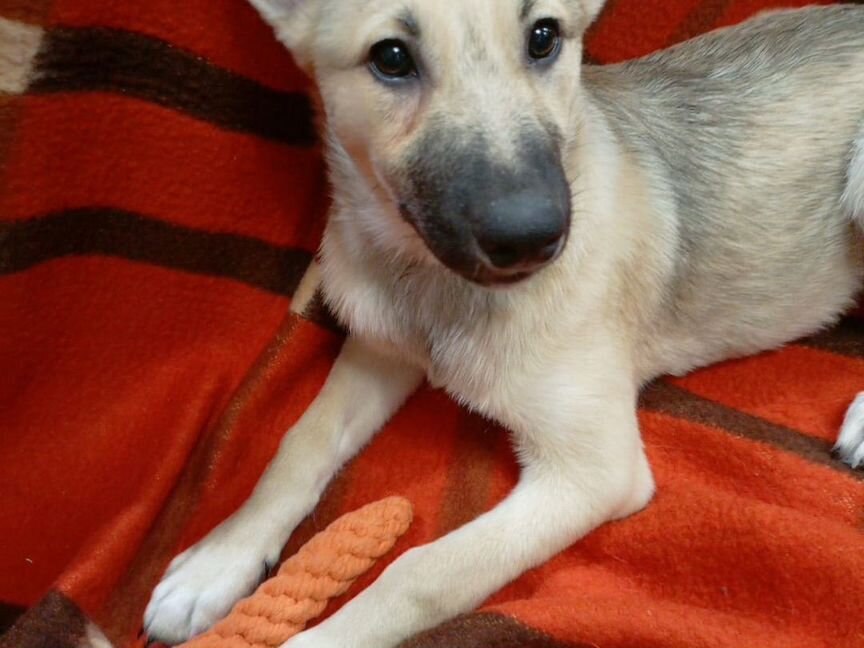 Собака в добрые руки