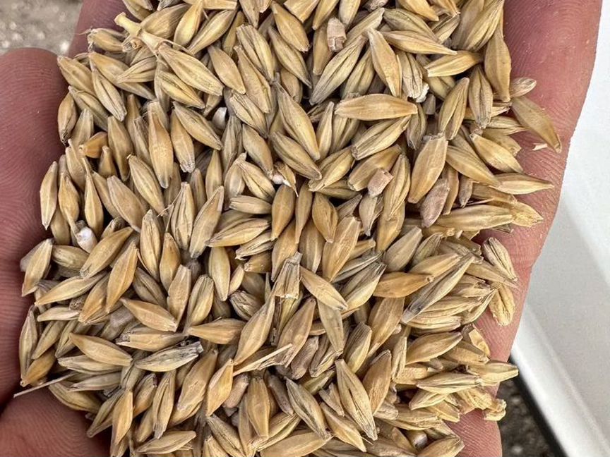 Ячменная зерносмесь