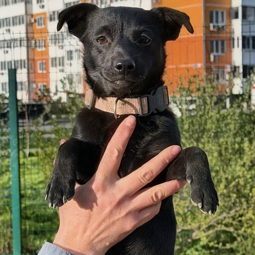 Щенок в добрые руки