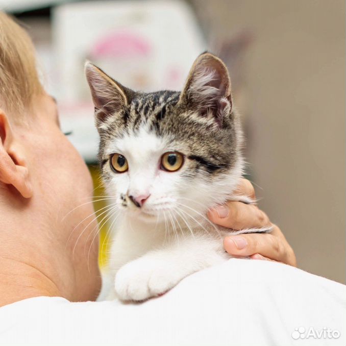 Котёнок Маркиз ищем хозяина. В хорошие руки