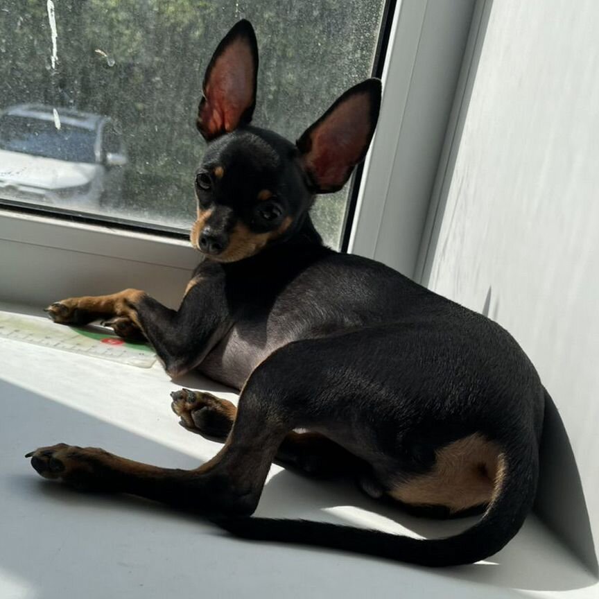 Русский той-терьер, взрослый пёс