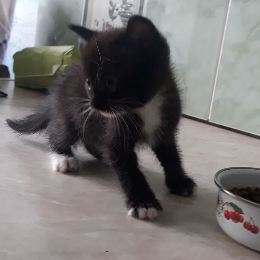 Котёнок в добрые руки