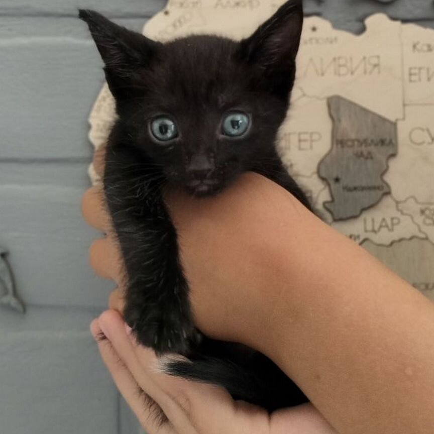 Котёнок в добрые руки