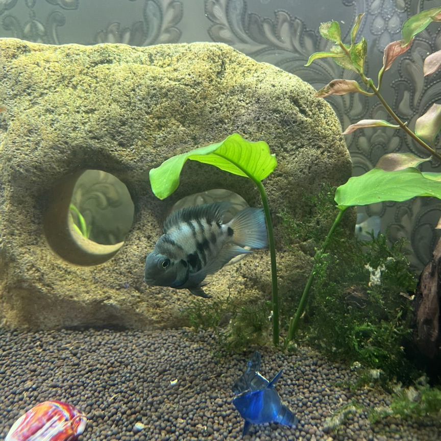 Попугай тигровый -рыбка