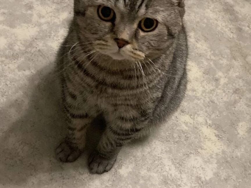 Шотландские прямоухие котята