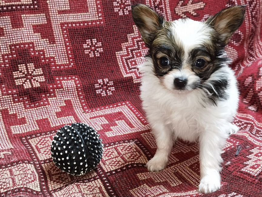 Папийон девочка