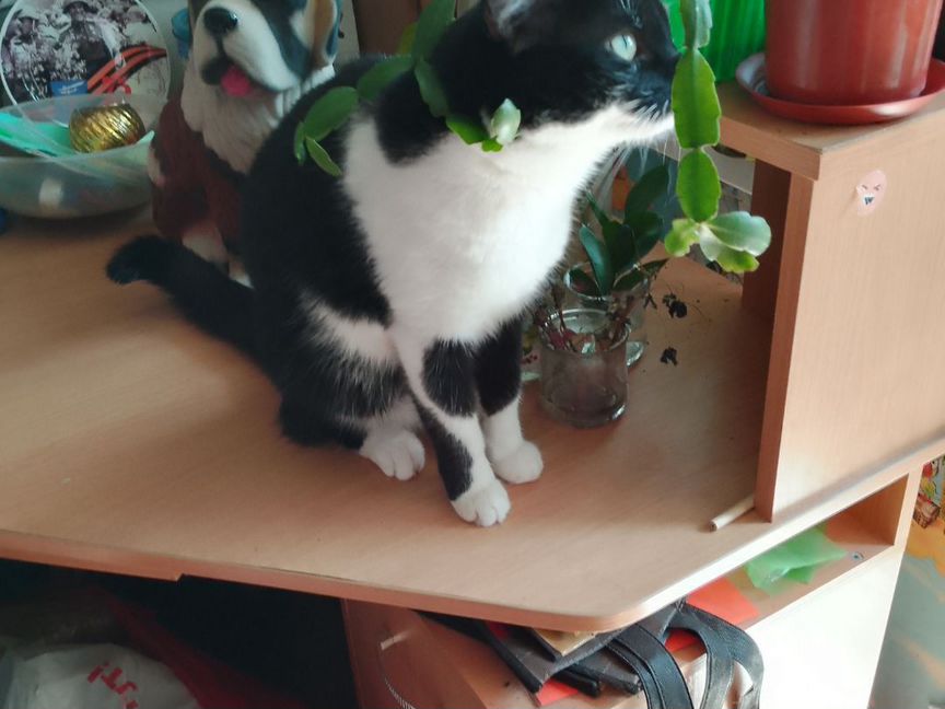 Отдам бесплатно