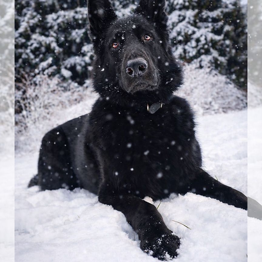 Восточноевропейская овчарка, щенок