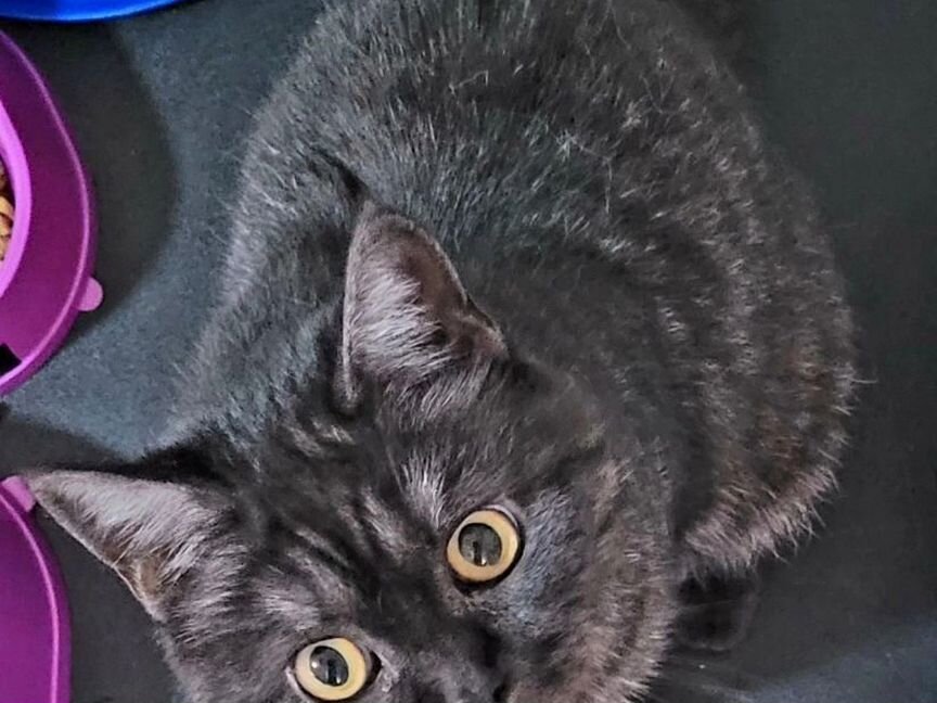 Кошечка Рита из приюта