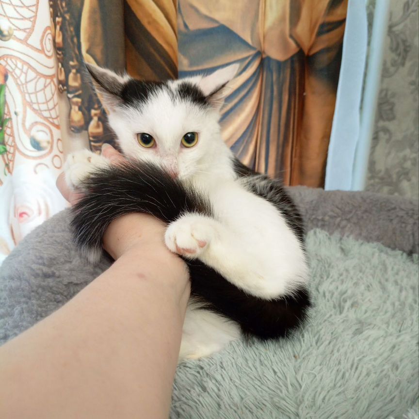 Кошке нужна помощь
