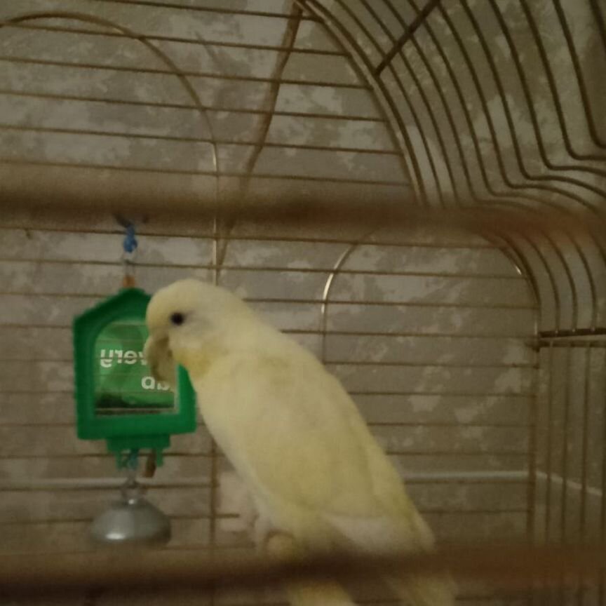 Волнистый попугай