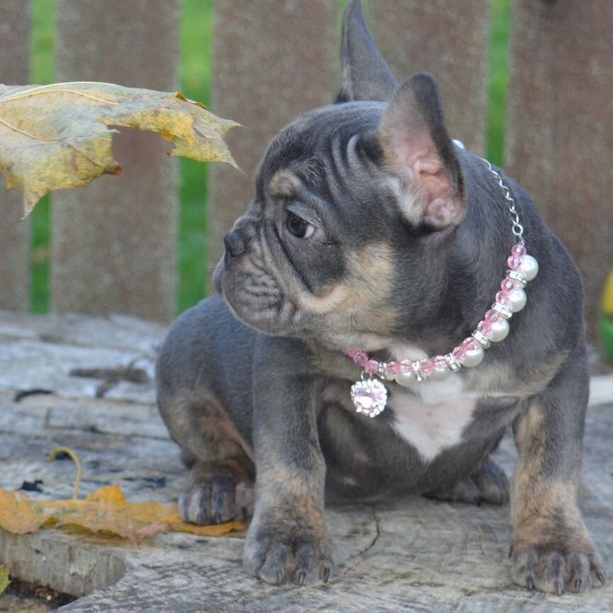 Французский бульдог щенки мини